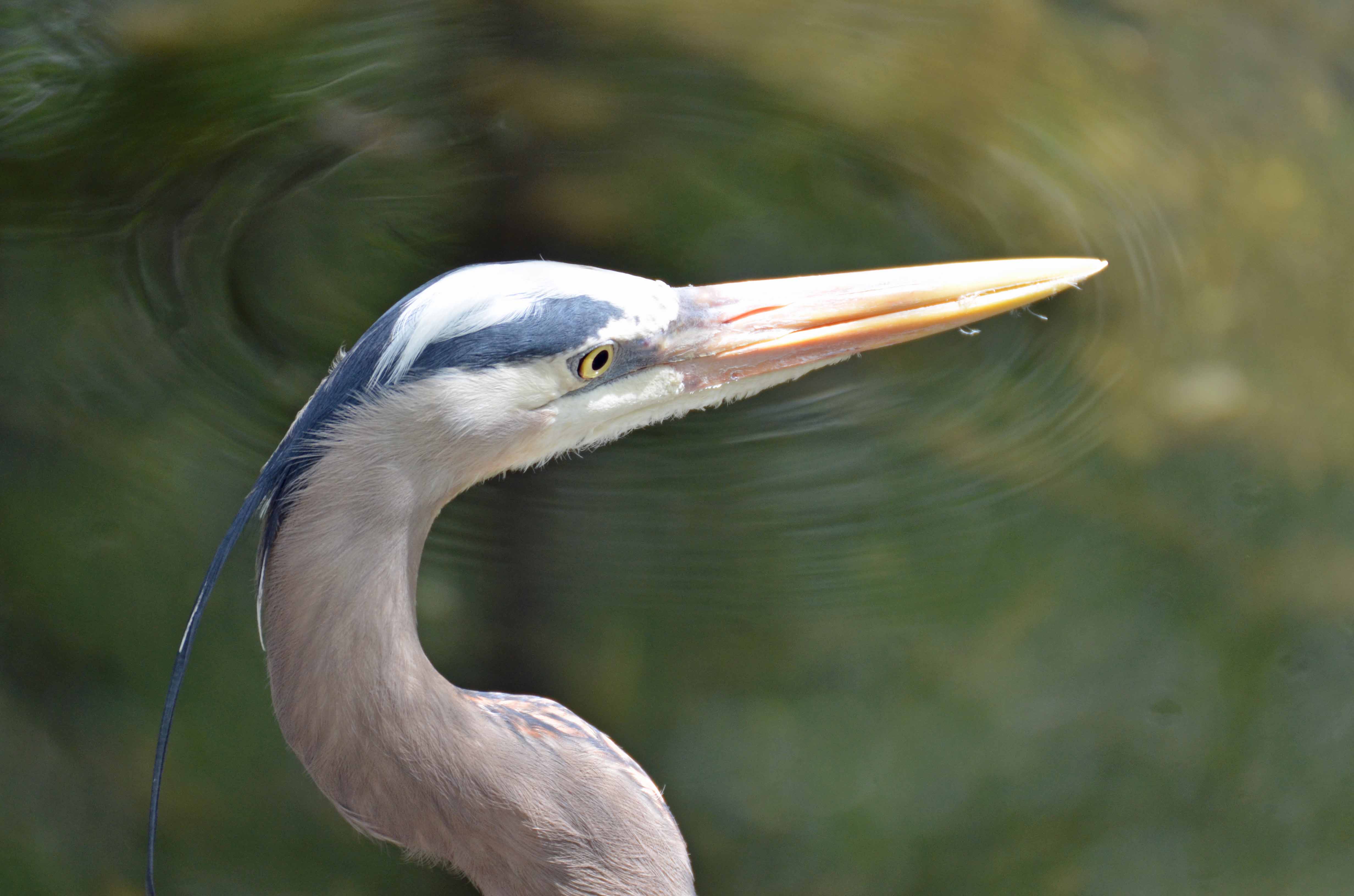 Florida Wildlife • RVing Revealed